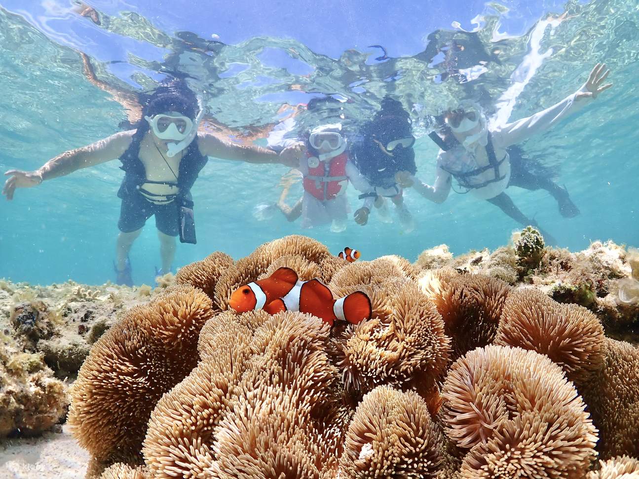 Miyako Island | Outstanding transparency! Snorkeling with sea turtles & Nemo - Klook New Zealand
